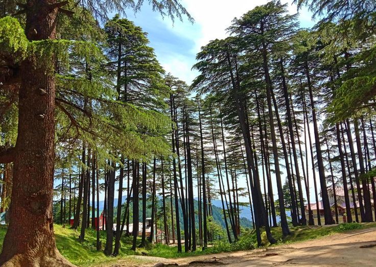 Top Monsoon Experiences in Patnitop